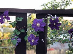 2019 Clem flower show