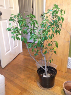 Ficus Benjamina air layer