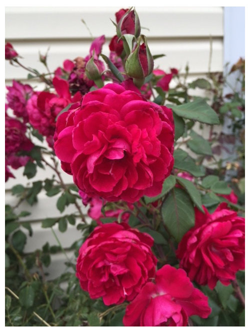 Need ID for Hardy Prolific Red Rose