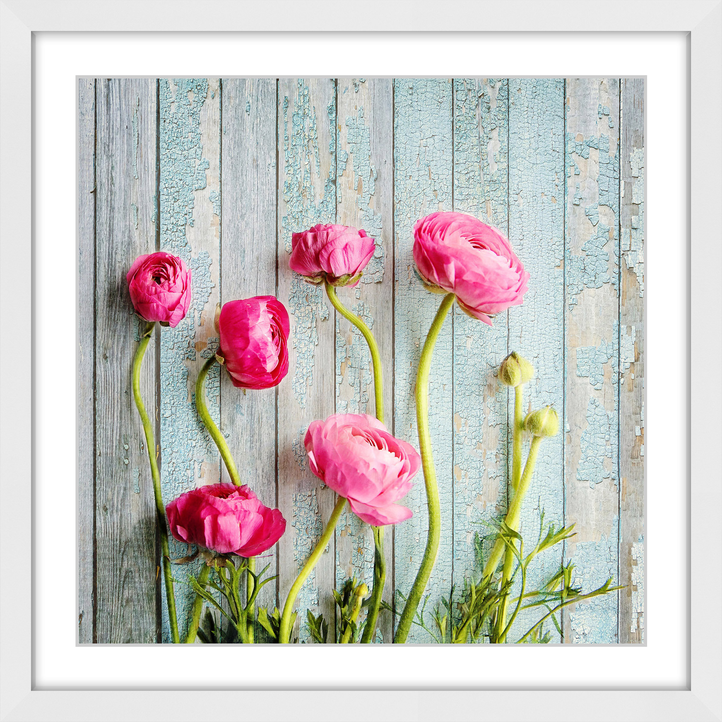 "Pink Ranunculus" Framed Painting Print, 12x12 - Contemporary - Prints ...