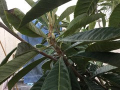 Loquat pruning