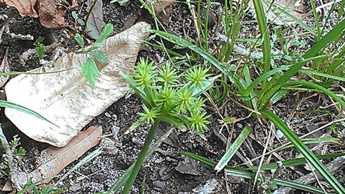 Need Help ID'ing two weeds in NW Florida Need Help ID'ing two weeds in NW Florida