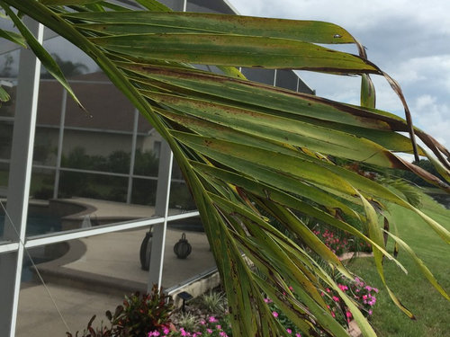 Need help with adonida palm!!!