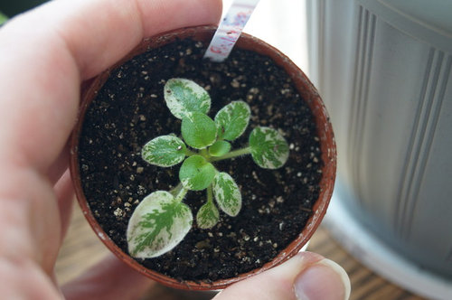 Mini Violets