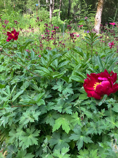 Random Garden Photos