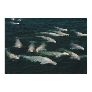 Beluga Whale, Group Surfacing, Cunningham Inlet, Nwt, Canada-Paper Art ...
