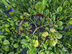 Salvia BODACIOUS Hummingbird Falls...you have it last year?