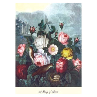 Roses - Temple of Flora, 20" x 30" - Traditional - Prints And Posters ...
