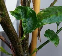 How can you tell the difference between sucker branches