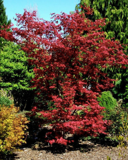 The right Japanese maple in zone 5a?