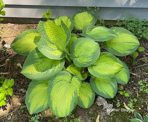 Rabbit damage this spring……