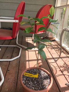 New Zealand Lemonade Tree