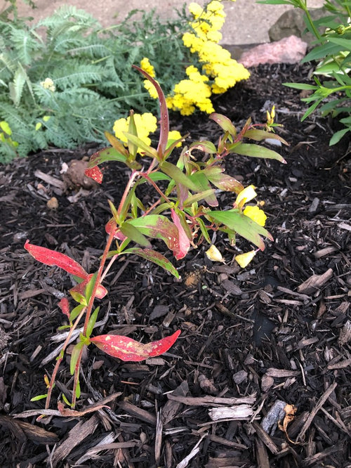 Sundrop leaves turning red, spotty