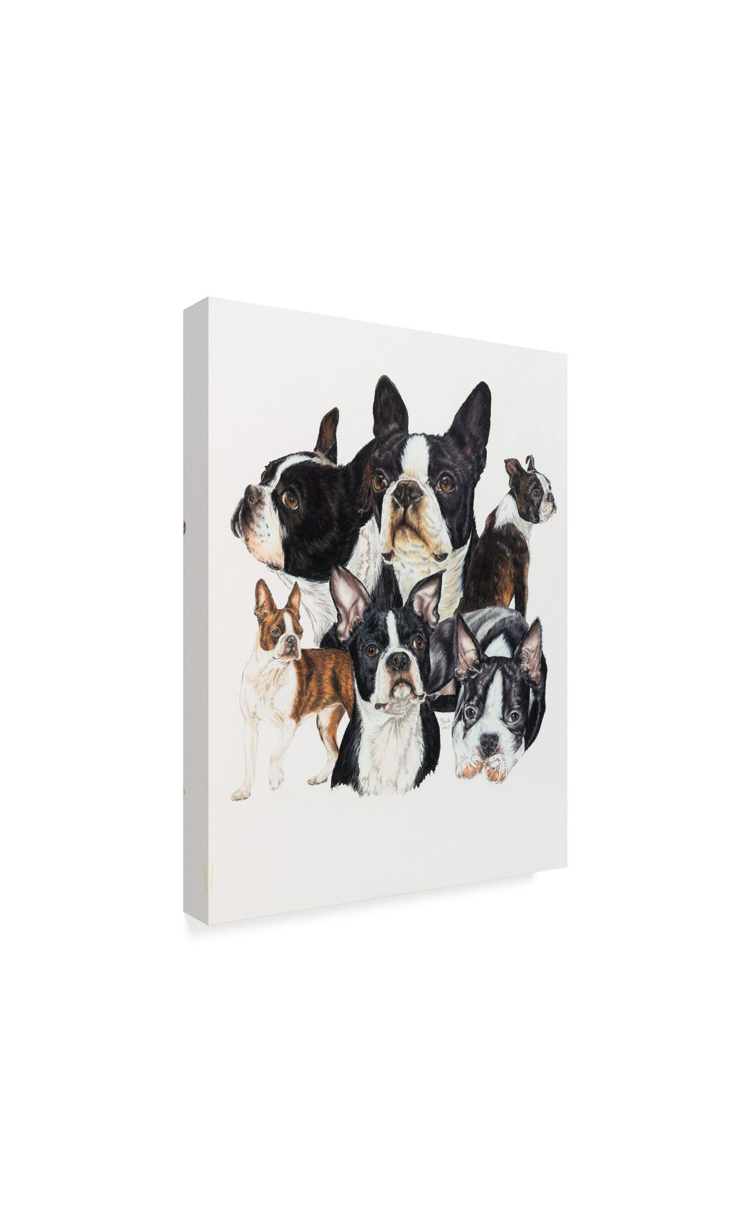 "Boston Terrier" by Barbara Keith, Canvas Art, 24"x18" - Contemporary ...
