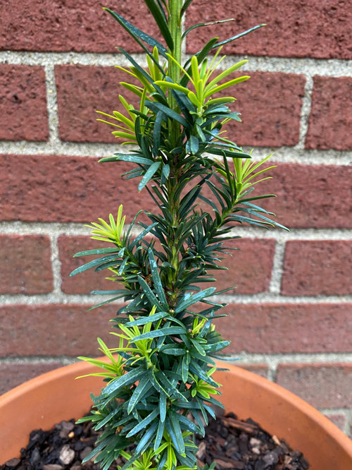 Taxus baccata 'Stricta'?