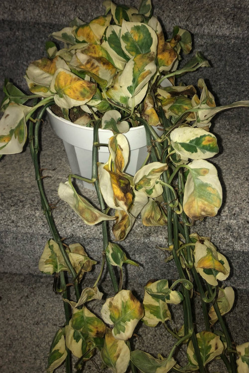 Fungal or Bacterial infection on pothos?