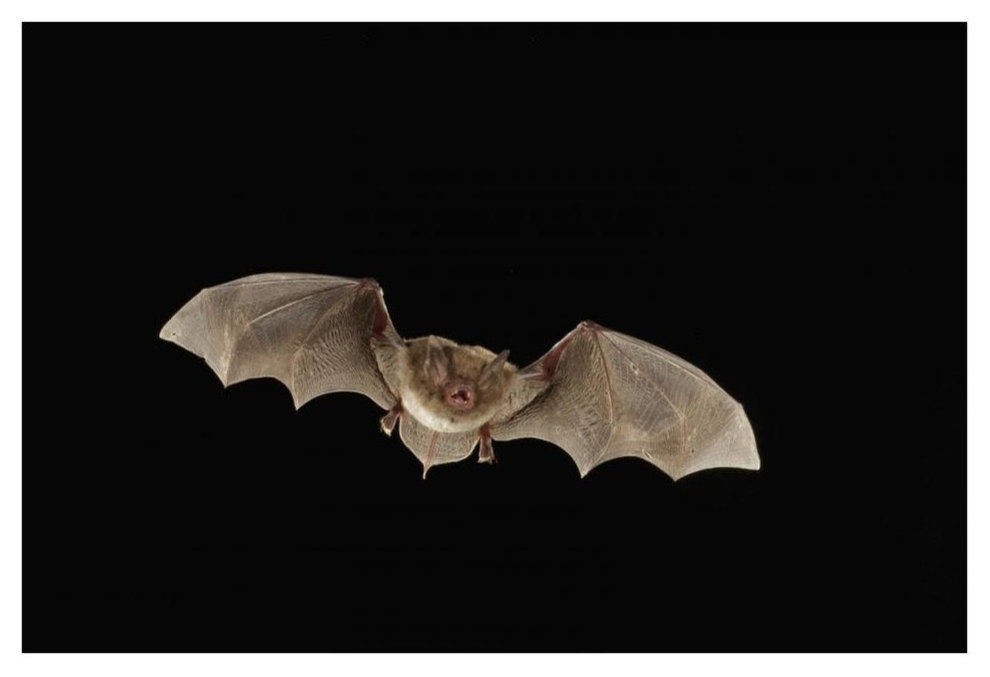 "Southeastern Myotis Bat Flying at Night, Texas" Wall Art, 38"x26 ...