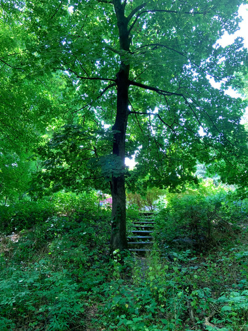 Norway Maple trunk/root rot?