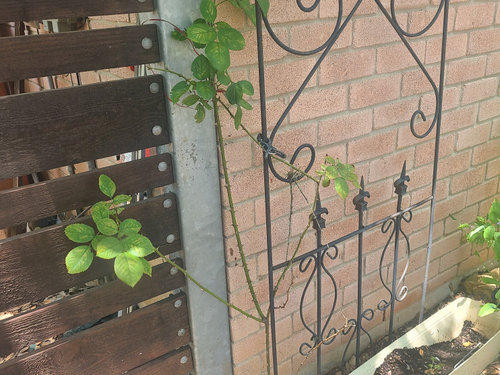 Westerland Climbing Rose is not blooming, not growing much