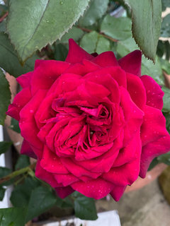 Your Best Kordes Roses