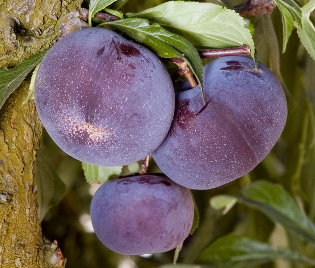 How to Grow Your Own Juicy Plums