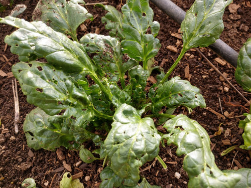 Problems with my spinach