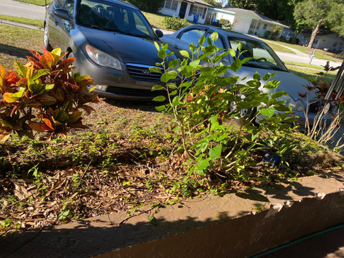Front yard is messy, how to clear and start over? | Houzz Forum