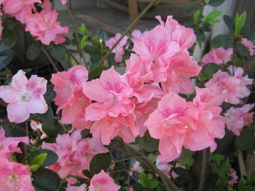 Pretty azaleas blooming at our new cabin