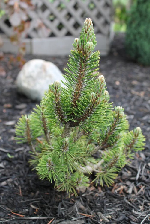 Early May conifers