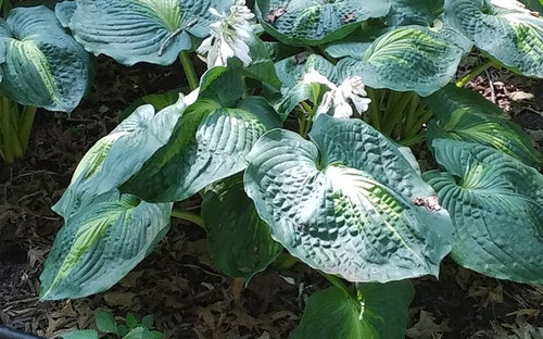 Trip to Fox Hosta Farm | Houzz Forum