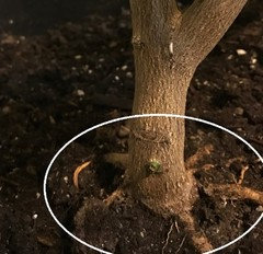 How can you tell the difference between sucker branches