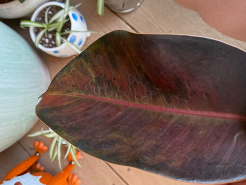 Rubber tree dying quickly HELP!