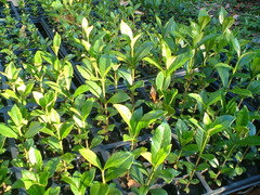 Gardenia setting up seed pods