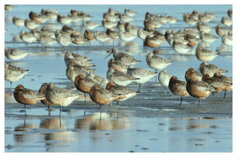"Black-Tailed Godwit Flock Resting in Estuary at High-Tide, Europe ...