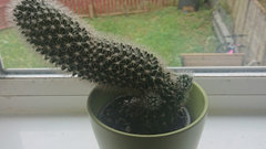 help!! my cactus is falling over