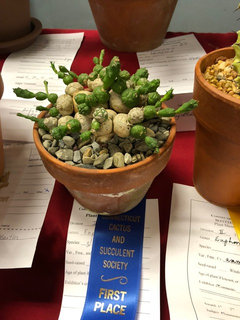 Connecticut Cactus & Succulent Show
