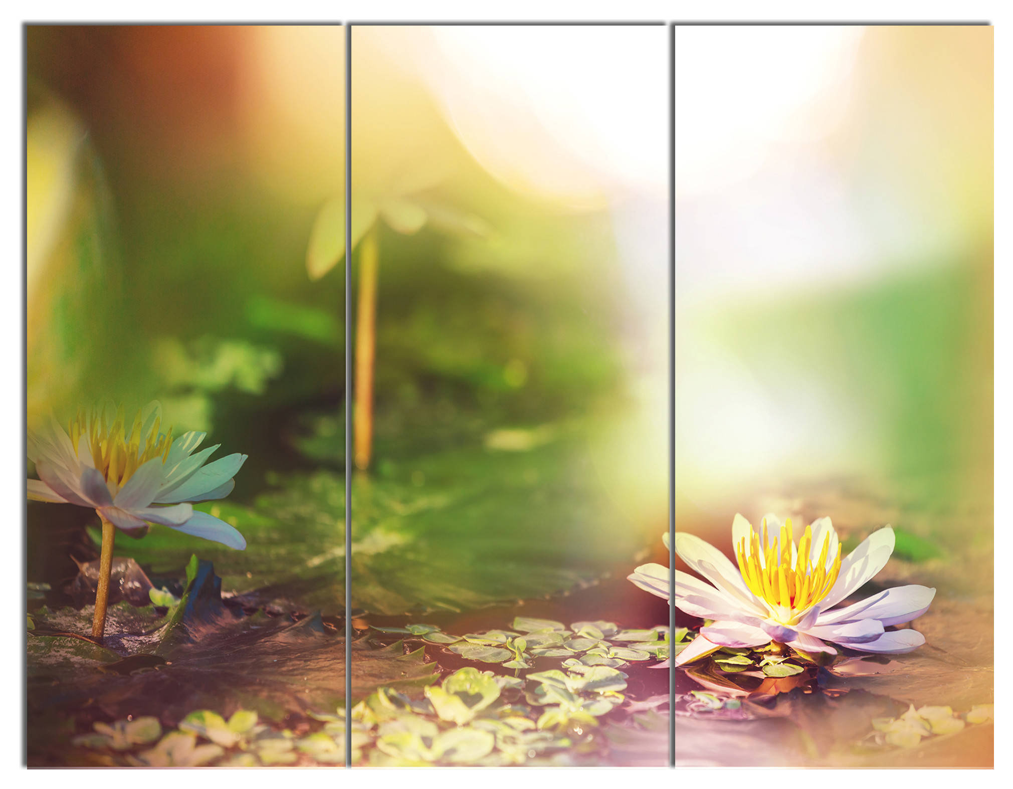 Lotus Flowers on Green Background, Flower Canvas Art Print, 36x28, 3 ...