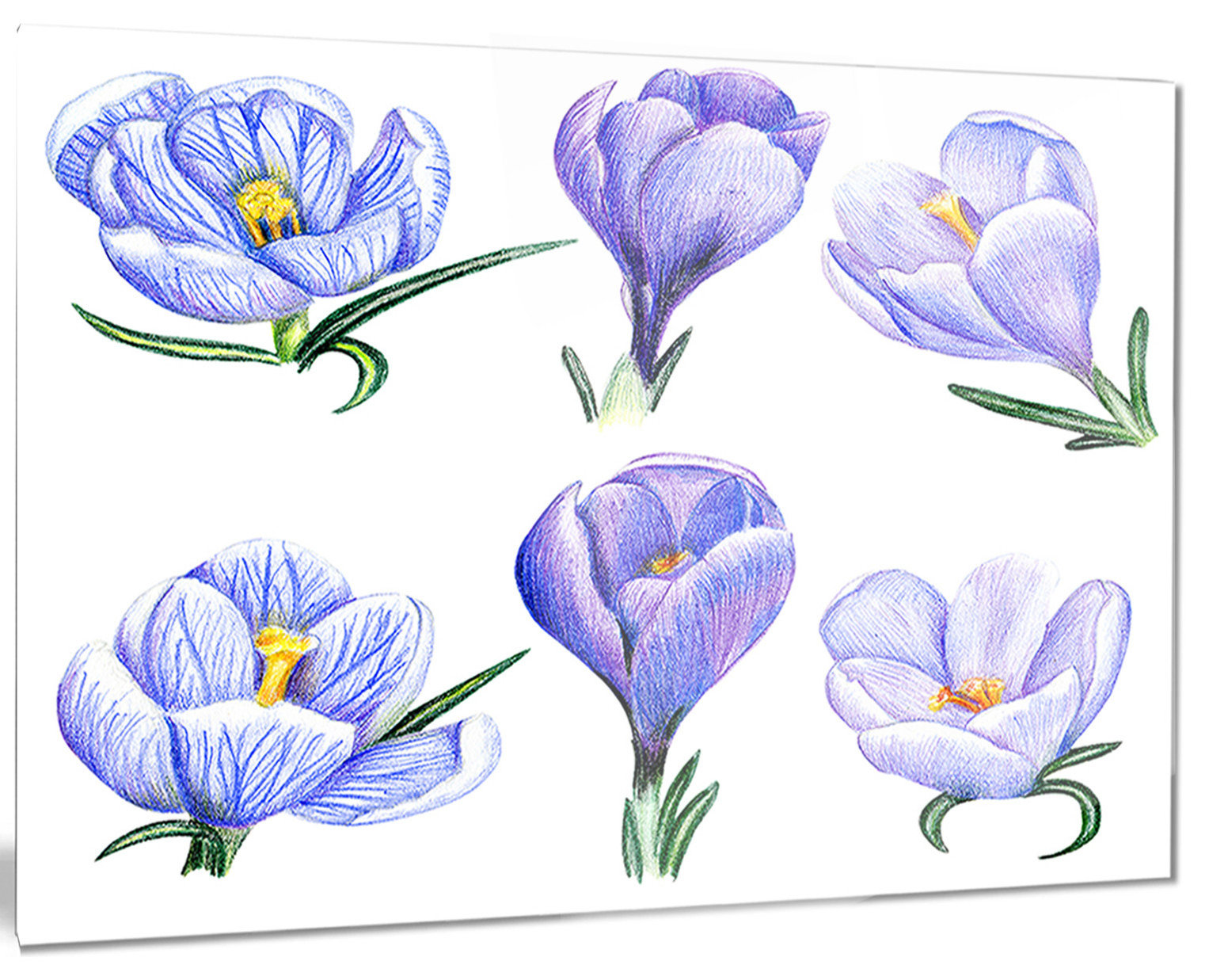 "Hand drawn Crocuses" Painting Metal Wall Art, 28"x12" - Contemporary ...
