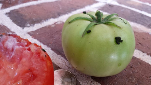 Please help ID rodent droppings on tomatoes!