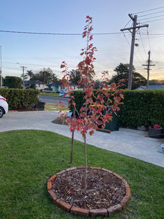 Correct planting depth of my Red Maple | Houzz Forum