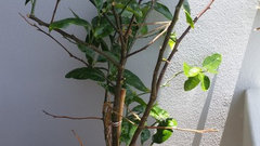 How can you tell the difference between sucker branches