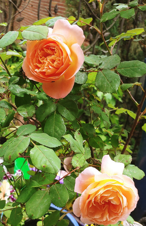 Lady Emma Hamilton