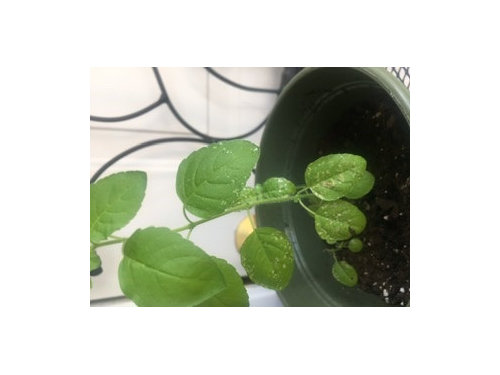 Basil plants dying?