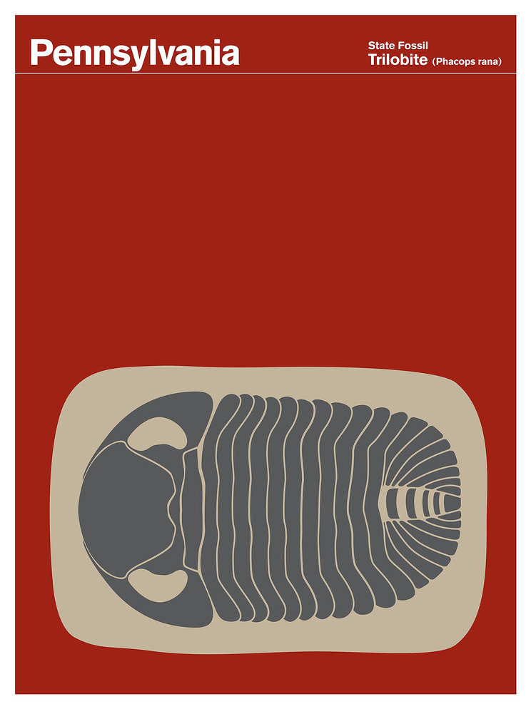 Pennsylvania Trilobite Print, 11" x 17" - Contemporary - Prints And ...