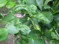Lemon Tree wrinkled leaves | Houzz Forum