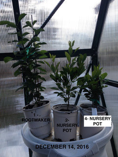 No branching on tree seedlings grown in Rootmaker pots