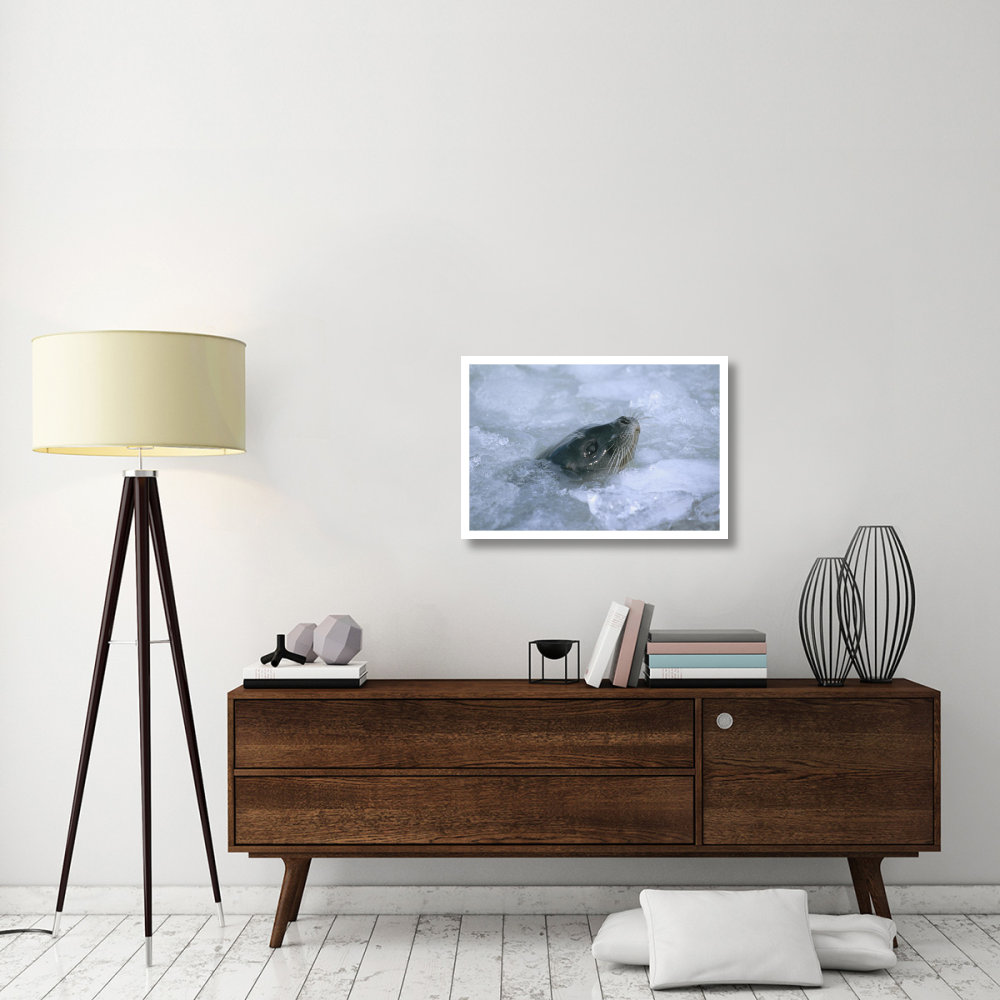 Ringed Seal Surfacing In Brash Ice, Svalbard, Norwegian Arctic-Paper ...