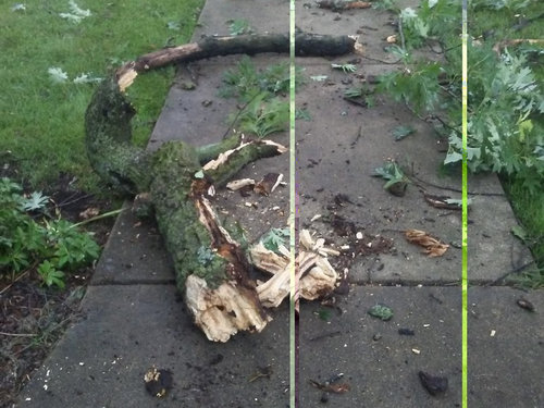 rotten branch on oak tree
