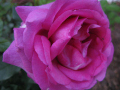Anyone have any experience with "Perfume Factory" rose? | Houzz Forum