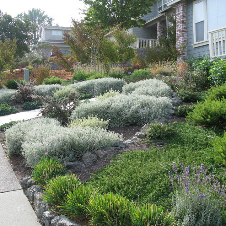 75 Beautiful Xeriscape Ideas & Designs - June 2024 | Houzz AU